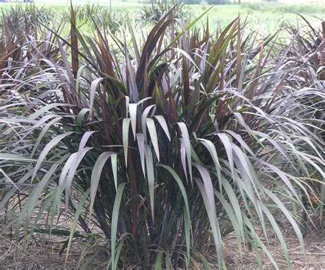 Prince Napier Grass Monrovia Prince Napier Grass Monrovia Plants