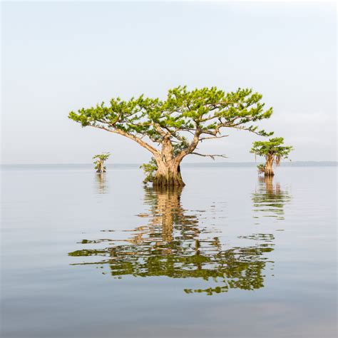 Cypress Tree Sketch At PaintingValley Com Explore Collection Of Cypress Tree Sketch