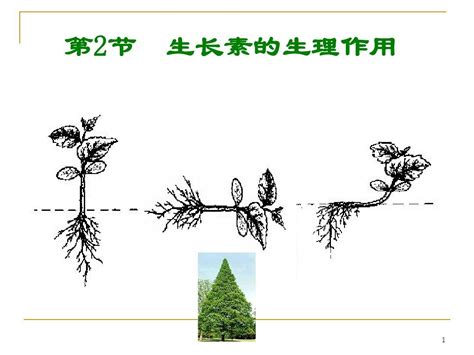 生长素的生理作用word文档在线阅读与下载免费文档