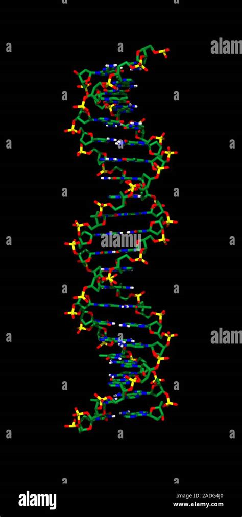 Dna Molecule Computer Graphic Representing A Segment Of The Molecule