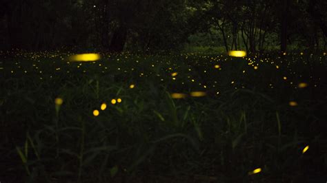Lightning Bugs At Risk Of Extinction Blog Nature Pbs