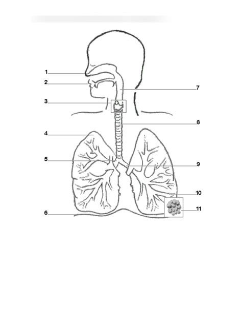 Diagram Of Respiratory System Diagram Quizlet