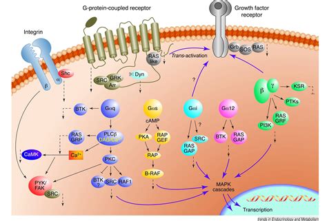 Schematic Diagram Showing Major Gpcr Signaling Pathwa