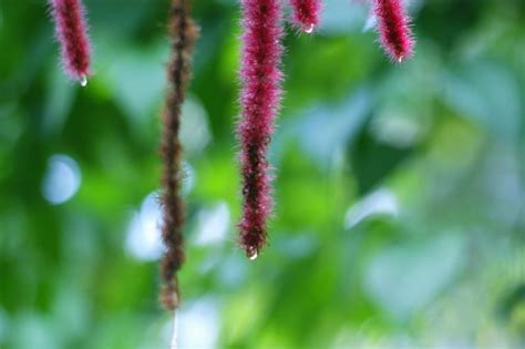 Acalypha Hispida Benihimonoki Dsc Flickr