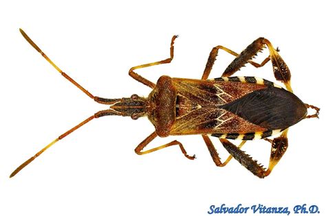 Hemiptera Heteroptera Coreidae Leptoglossus Occidentalis Western Conifer Seed Bug Male A
