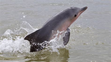 Understanding Dolphin Types And Their Roles In Environment Meredith Plays