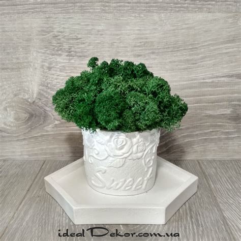 Мох в Кашпо Купити Кашпо зі Стабілізованим МОХОМ у Харкові