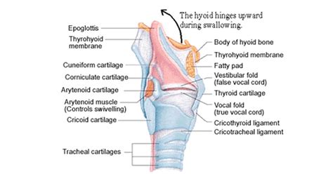 True And False Vocal Cords Model