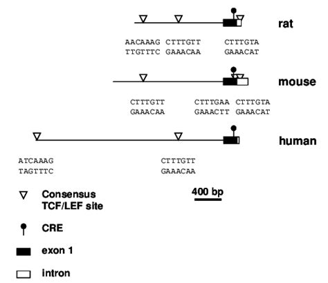 Schematic Representation Of Rat Mouse And Human Cx43 Promoters First