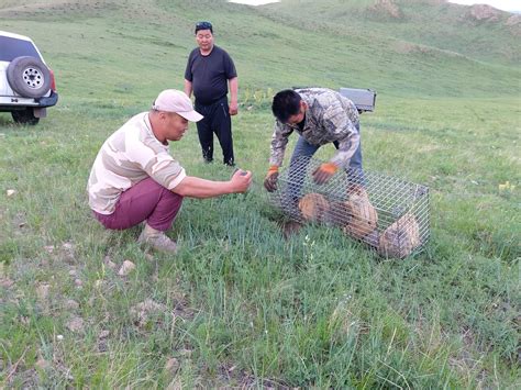МОНГОЛ ТАРВАГА СЭРГЭЭН НУТАГШУУЛЛАА Sbinfo Mn