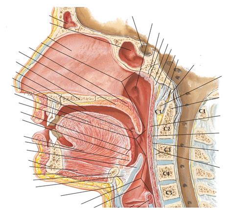 Velum Palatinum Def At Joel Sherwin Blog