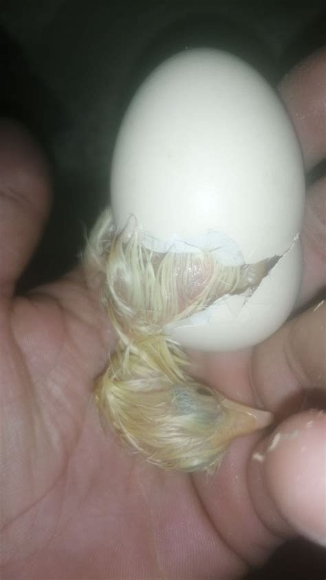 انقاذ جميع انواع الحيوانات Baghdad