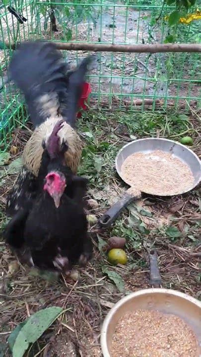 햇 수탉 맘 따로 몸 따로 ㅡ 암탉의 한마디 으이그 Youtube