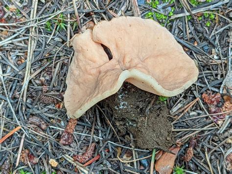 Gyromitra Persicula From Skamania County Wa Usa On June 13 2022 At