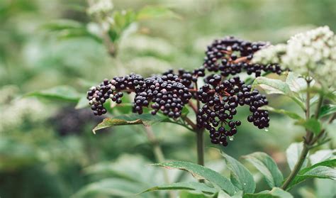 The Essential Guide To Black Elderberry Benefits Uses And Precautio
