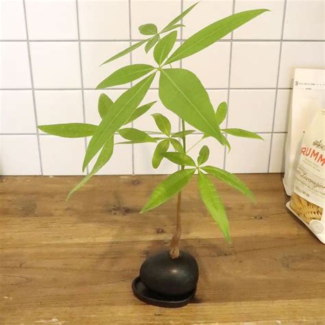 감성 인테리어 파키라 페블 화분 흙없이 실내에서 키우는 식물 축하 선물 블랙and화이트 감도 깊은 취향 셀렉트샵 29cm