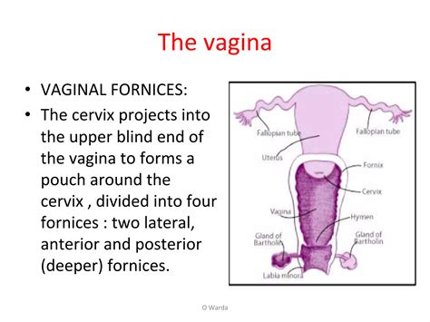 1 Female Pelvic Anatomy Warda Part 1 Pdf