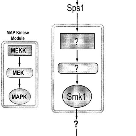 Spore Wall Assembly Pathway Of S Cerevisiae Whether Signaling In The Download Scientific