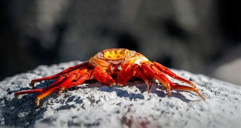 Crustaceans Power Biodegradable Batteries