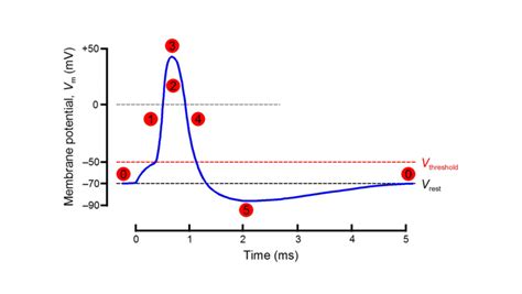 Action Potentials Diagram Quizlet