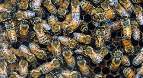 Bee Lifespan Queen Worker And Drone Explained