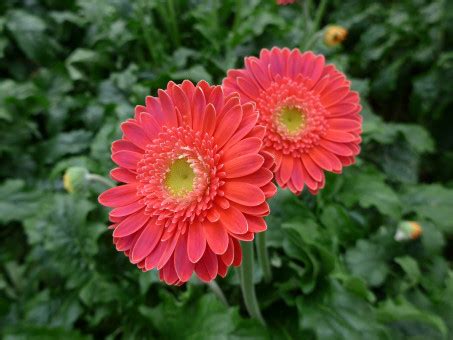Fotoğraf Taçyaprağı Kesilmiş çiçek Gerbera Çiçekçilik Pembe çiçek