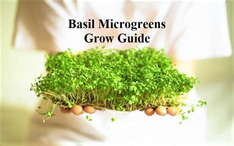 Basil Microgreens Grow Guide Urban Farming Concepts