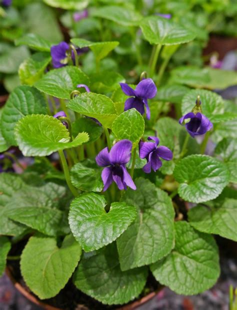 Fioler Blomsten Som Dufter Av Sommer Og Sol Ditt Norden