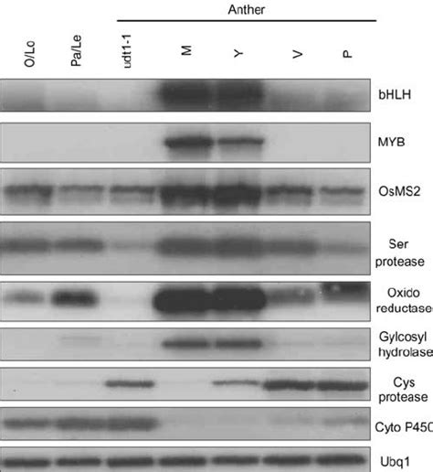 Rt Pcr Analyses Of Eight Genes Identified From Microarray Analyses