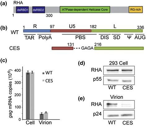 Figure 1 From Dhx9 Rha Binding To The Pbs Segment Of The Genomic Rna During Hiv 1 Assembly