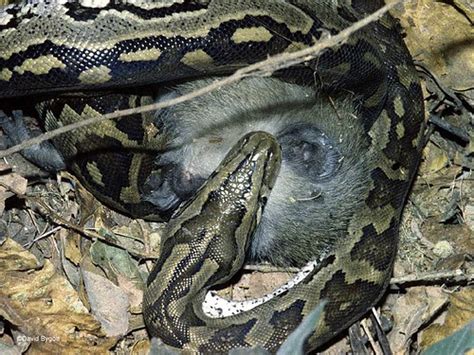 Python Sebae The Reptile Database