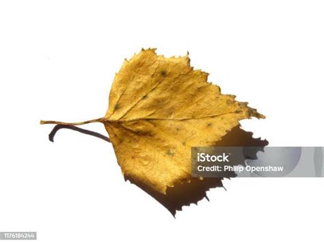 흰색 배경에 그림자를 드리우는 노란색 가을 자작나무 나무 잎 하나 0명에 대한 스톡 사진 및 기타 이미지 0명 9월 가을 Istock