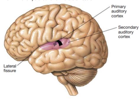 Lecture 7 Temporal Lobe Function And Dysfunction Flashcards Quizlet