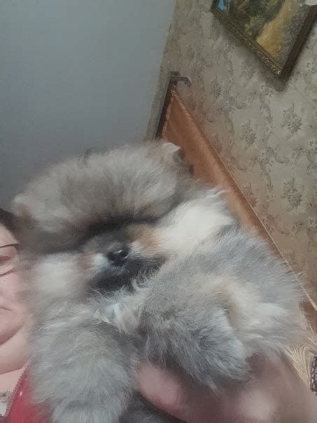 Маленькая девочка тип мишка ждёт своих мам и пап Очень ласковая и игривая Подарите счастье