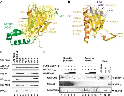 Htfiiea Ac D Shares The P62 Ph D Binding Surface With P53 Tad A Download Scientific Diagram