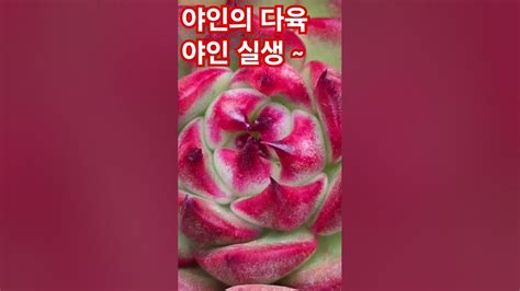 행복 가득한 월요일 되세요 ~ 박서진 파종이 실생 다육 다유기 다육이 다육식물 반려식물 다육판매 다육이판매 다육이키우기 다육인스타그램 매혹이 청주
