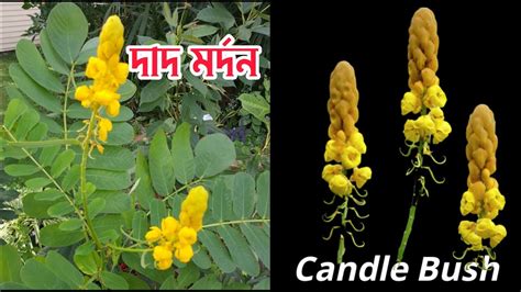 দাদ মর্দন Candle Bush উপকারিতা ও ব্যবহার Youtube