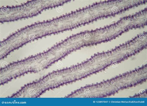 Coprinus Mushroom Under The Microscope Stock Image Image Of Cell Fungus 123897047