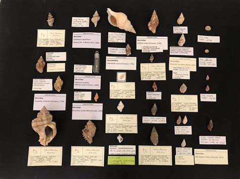 Lot Art Italian Collection Of Scientifically Labeled Marine Gastropod Molluscs Stored In