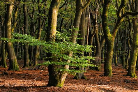 Codominant Stems Tree Keepers®