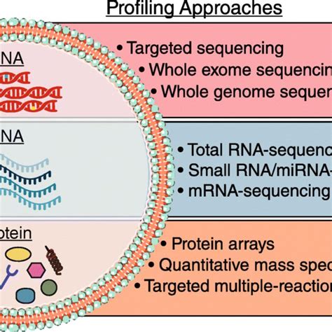 Exosome Isolation Techniques Contents And Applications Standard And Download Scientific