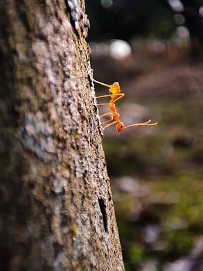 Eliminate Red Ants Step By Step Extermination Guide Craftingwithconcrete Com