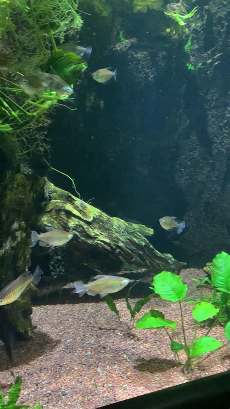 Akbojda Aquarium Object Detection At Main