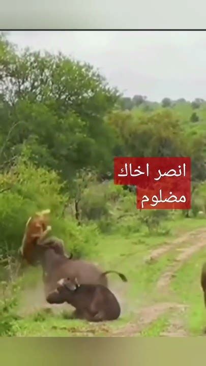 أنصر أخاك مضلوم Youtube