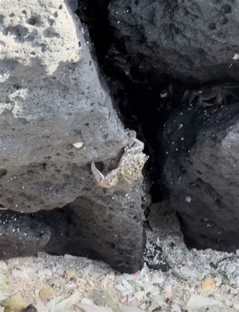 꽃게 종류 지식in