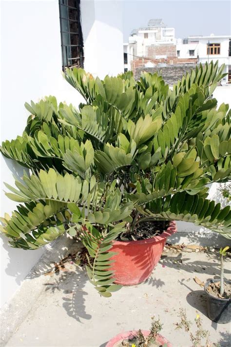 Cardboard Cycad Zamia Furfuracea Plant In Red Colored Pot Stock Image Image Of Tropical