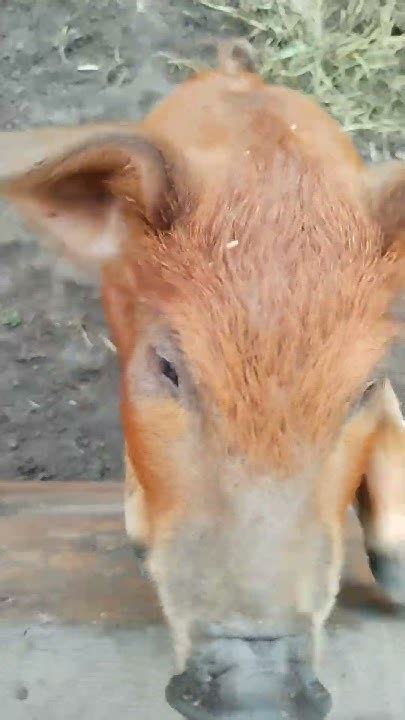 поросятки ☺ Youtube