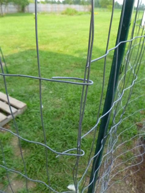 Field Fencing And T Post Gates Backyard Chickens Learn How To Raise