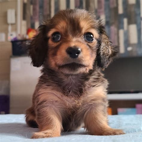 닥스훈트 성격 및 정보순종분양 가격유전병털 빠짐