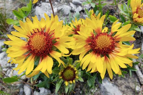 Gaillardia Aristata Asteraceae Image 145004 At PhytoImages Siu Edu